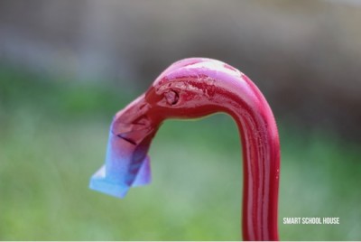 Flamingo Vultures