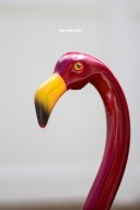 Flamingo Vultures